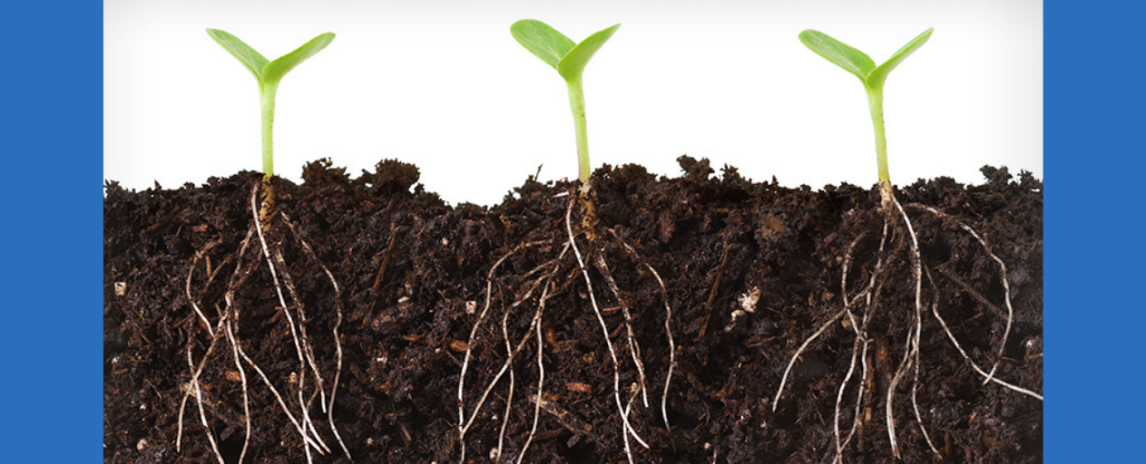 Putting down roots – UHN Foundation