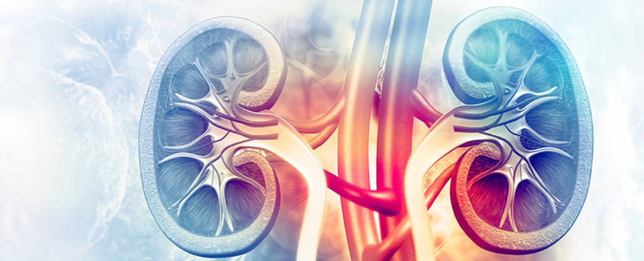 The kidney in high definition – UHN Foundation